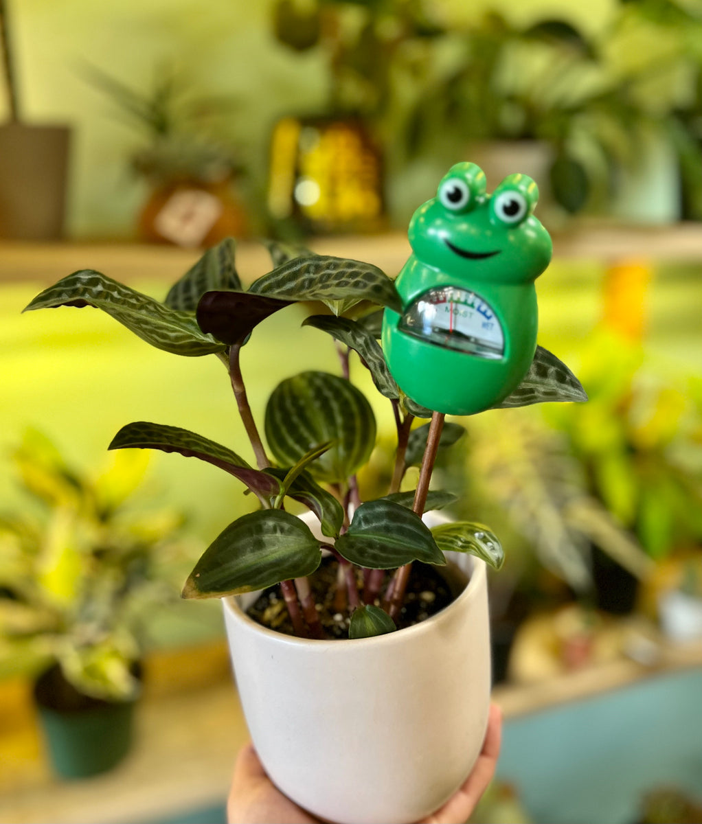 Moisture Meter – Latinx With Plants