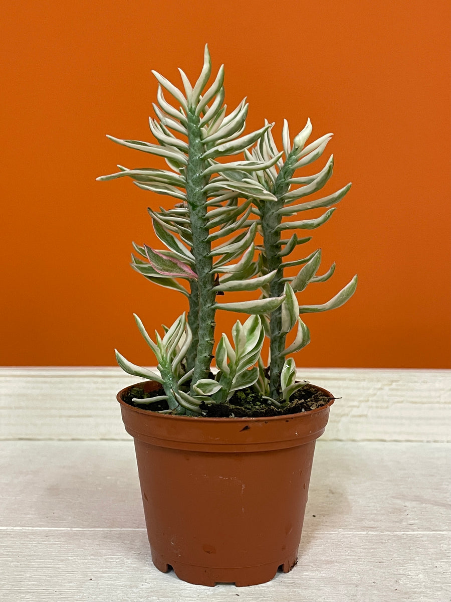 Devil's Backbone (Variegated) – Latinx With Plants